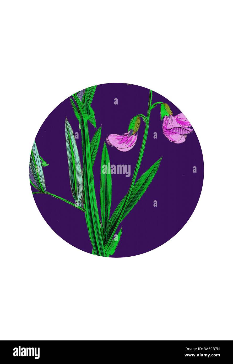 Transformed lathyrus palustris hi-res stock photography and images - Alamy
