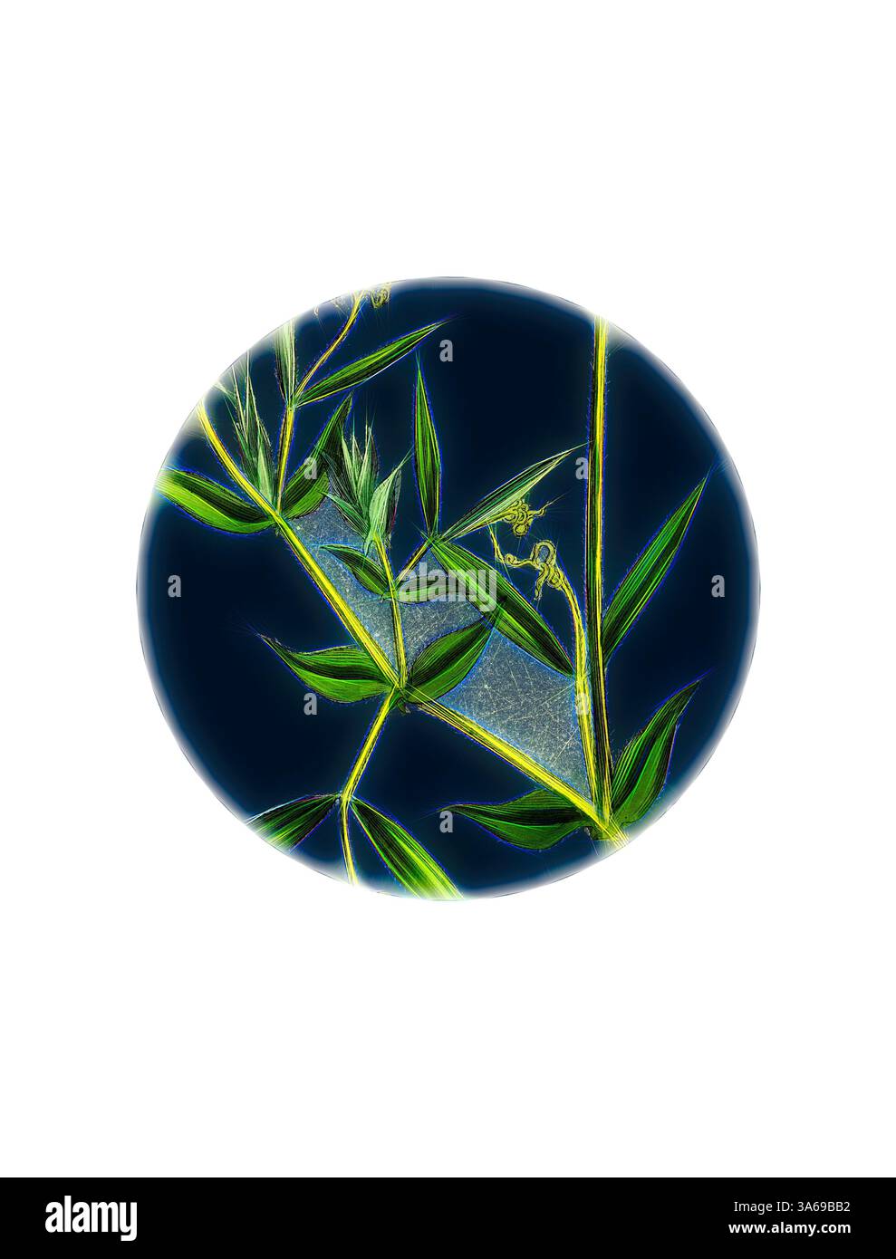 A close-up view of vibrant green bamboo-like shoots with delicate ...