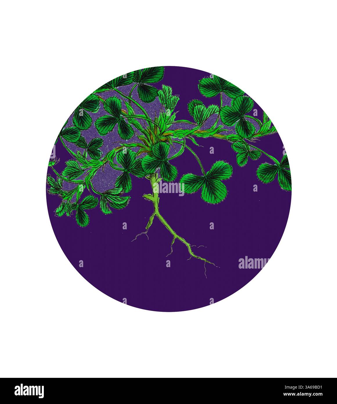 A vibrant cluster of four-leaf clovers with detailed green leaves and ...