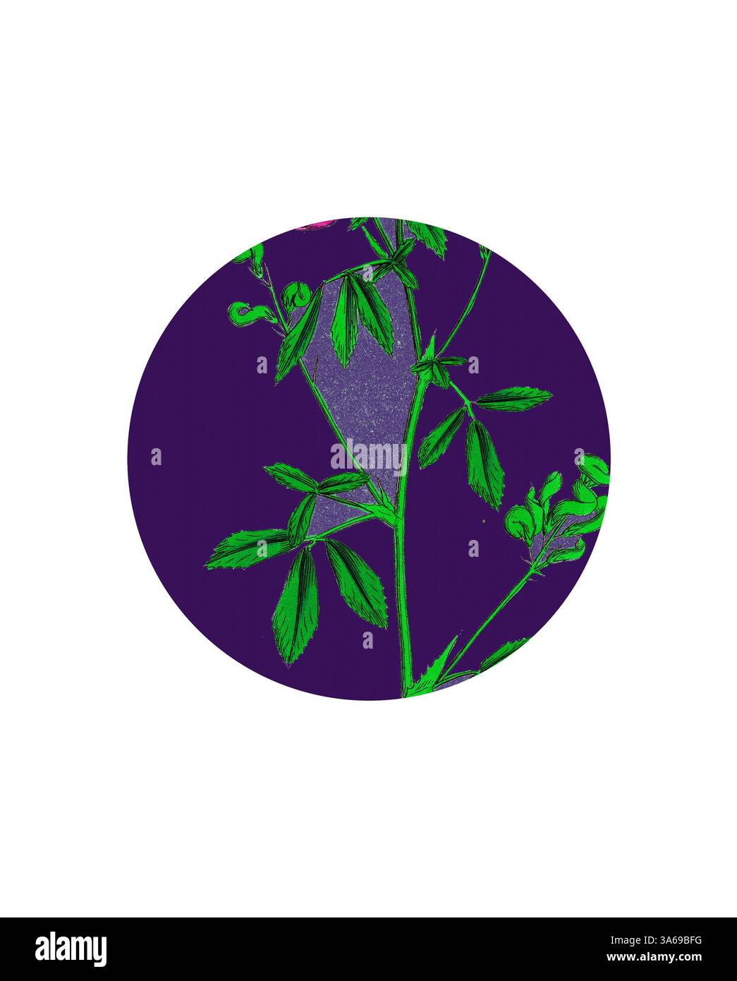 A vibrant plant with lush green leaves stands against a deep purple ...