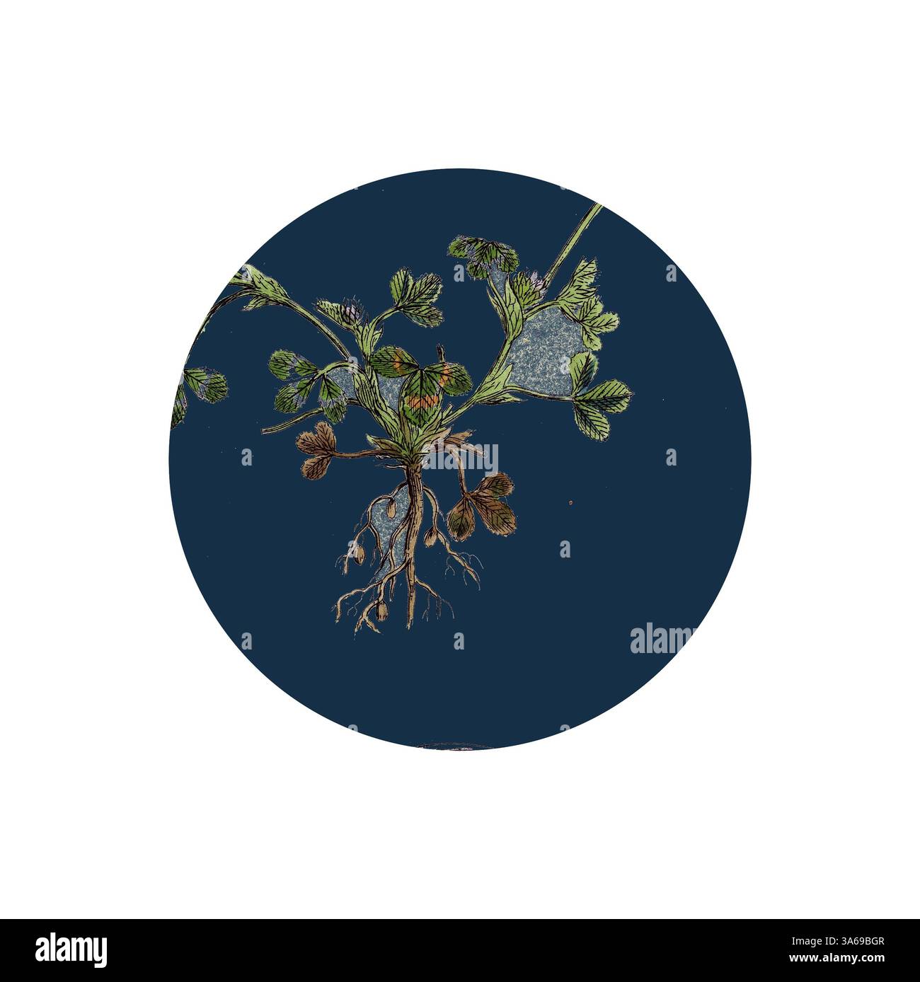 An intricate illustration of a plant with delicate leaves and tiny ...