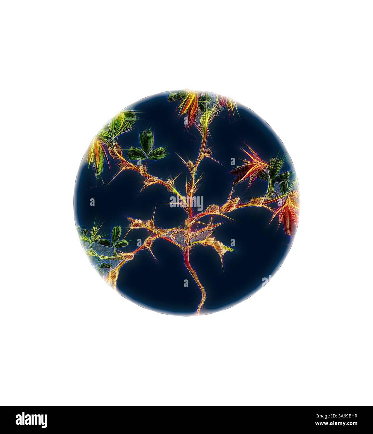 Abstract representation of foliage illuminated hi-res stock photography ...