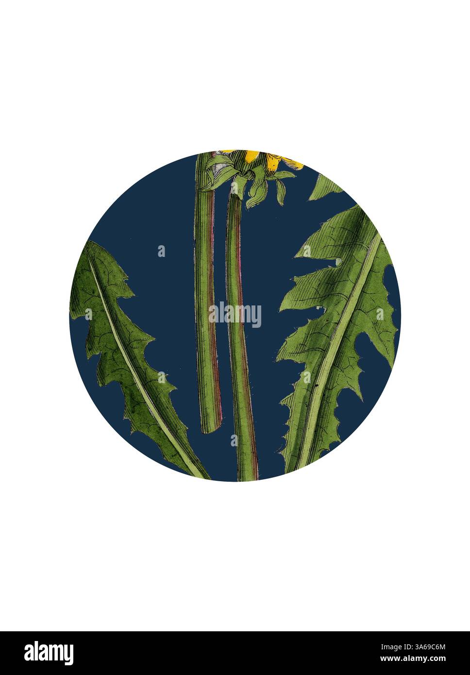 A detailed illustration of dandelion leaves and flowers, showcasing the ...