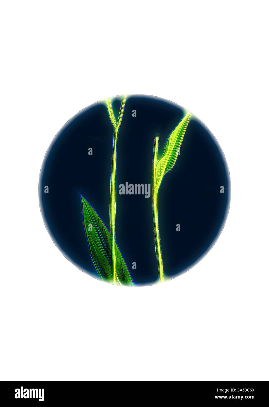 Two elongated plant stems emerge from a dark background, their leaves ...