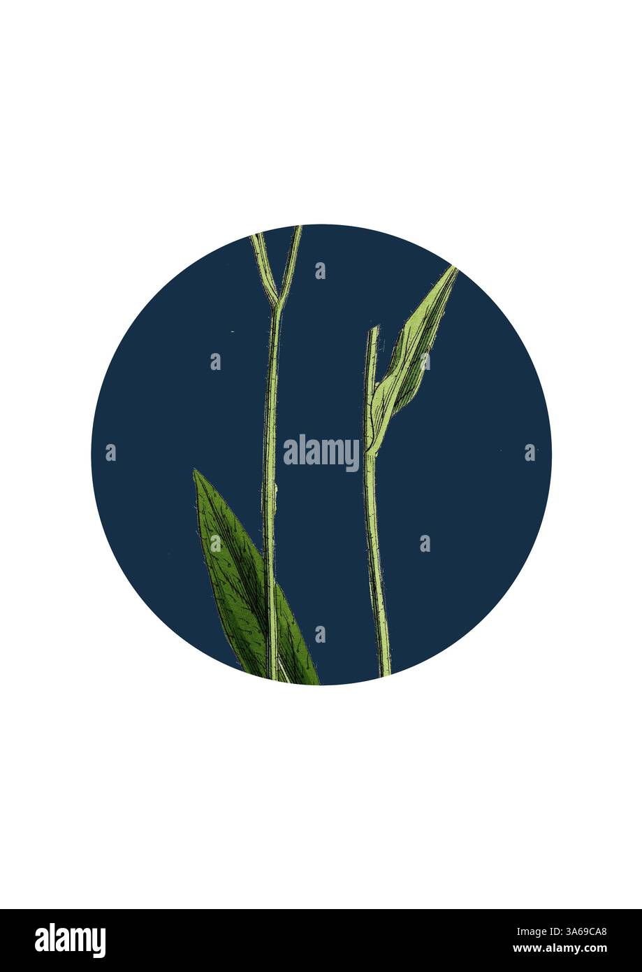 A minimalistic botanical illustration featuring slender green stems ...