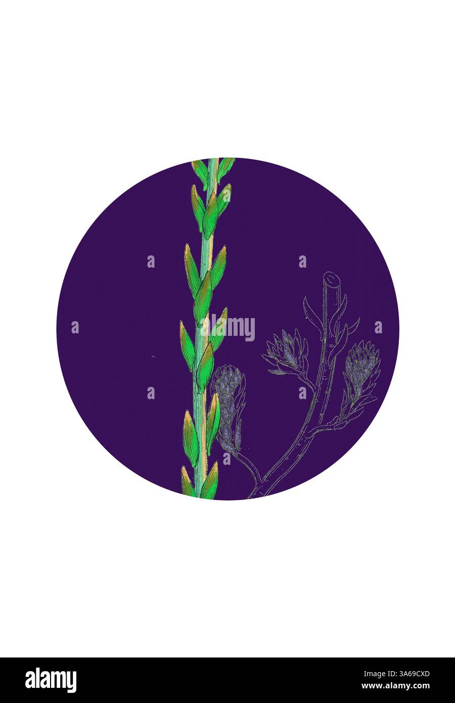 A circular design showcases a vibrant green plant with elongated leaves ...