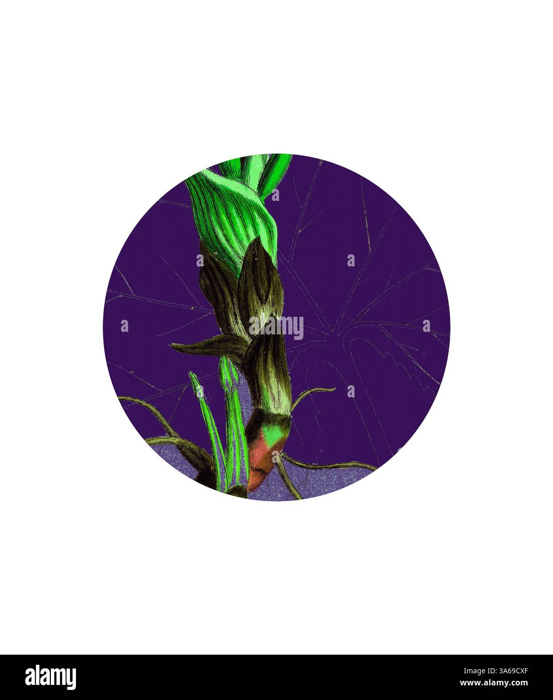 Plant surface details Cut Out Stock Images & Pictures - Alamy