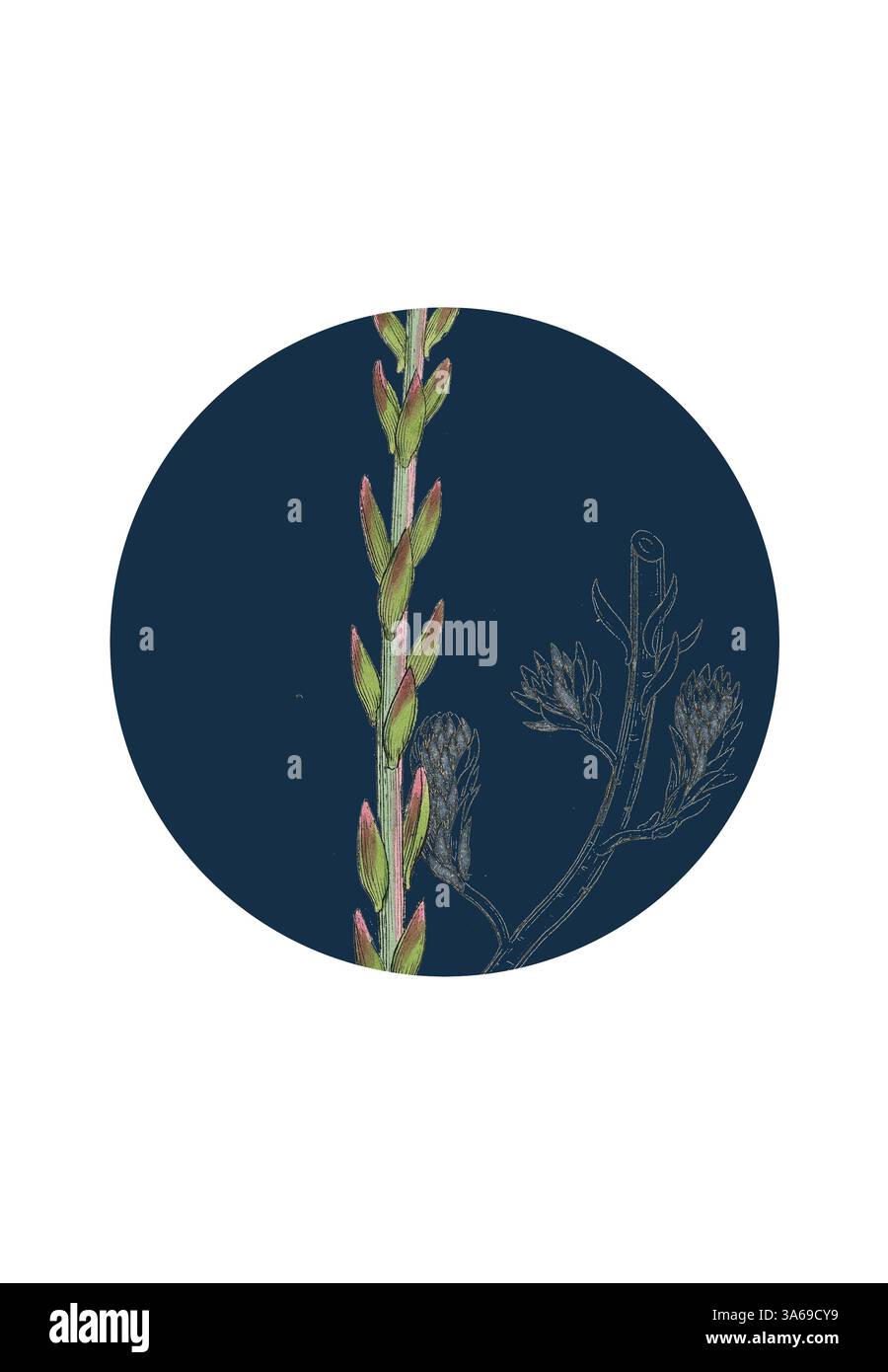 A botanical illustration featuring a tall plant with slender, green ...