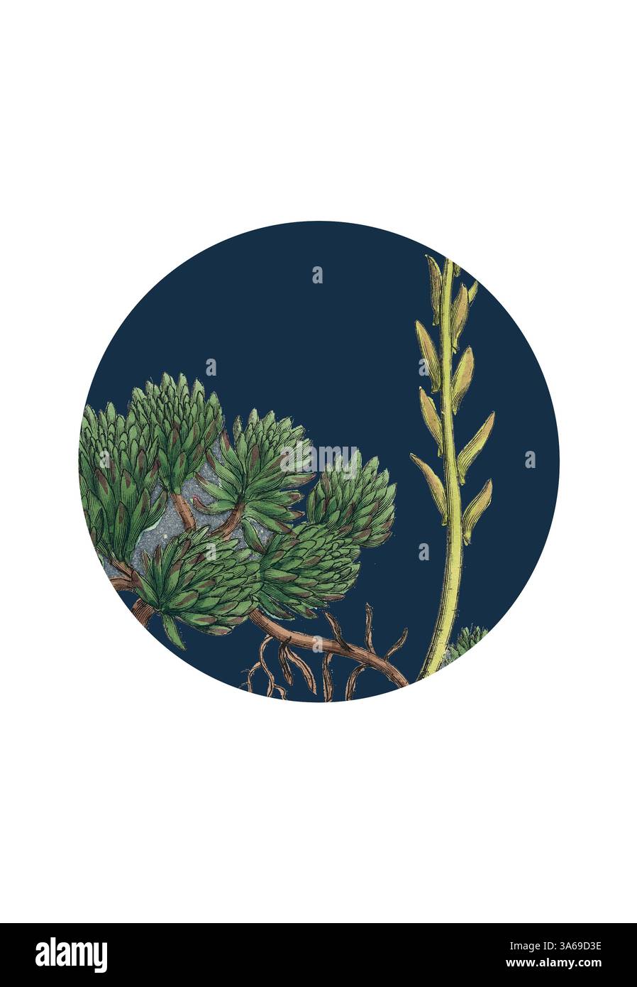 Transformed sedum forsterianum forsters stone crop hi-res stock ...