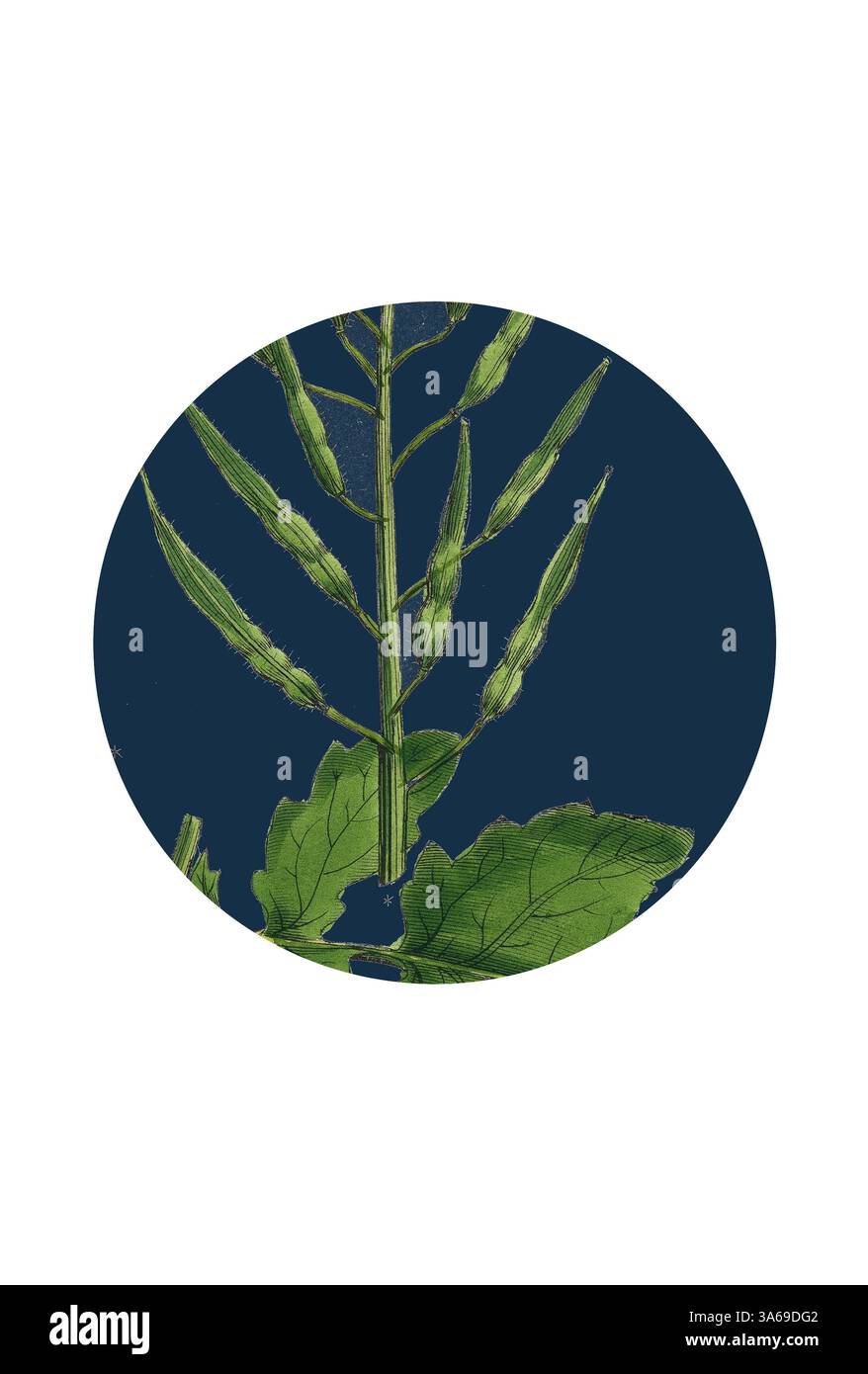 A botanical illustration featuring a stylized plant with elongated seed ...