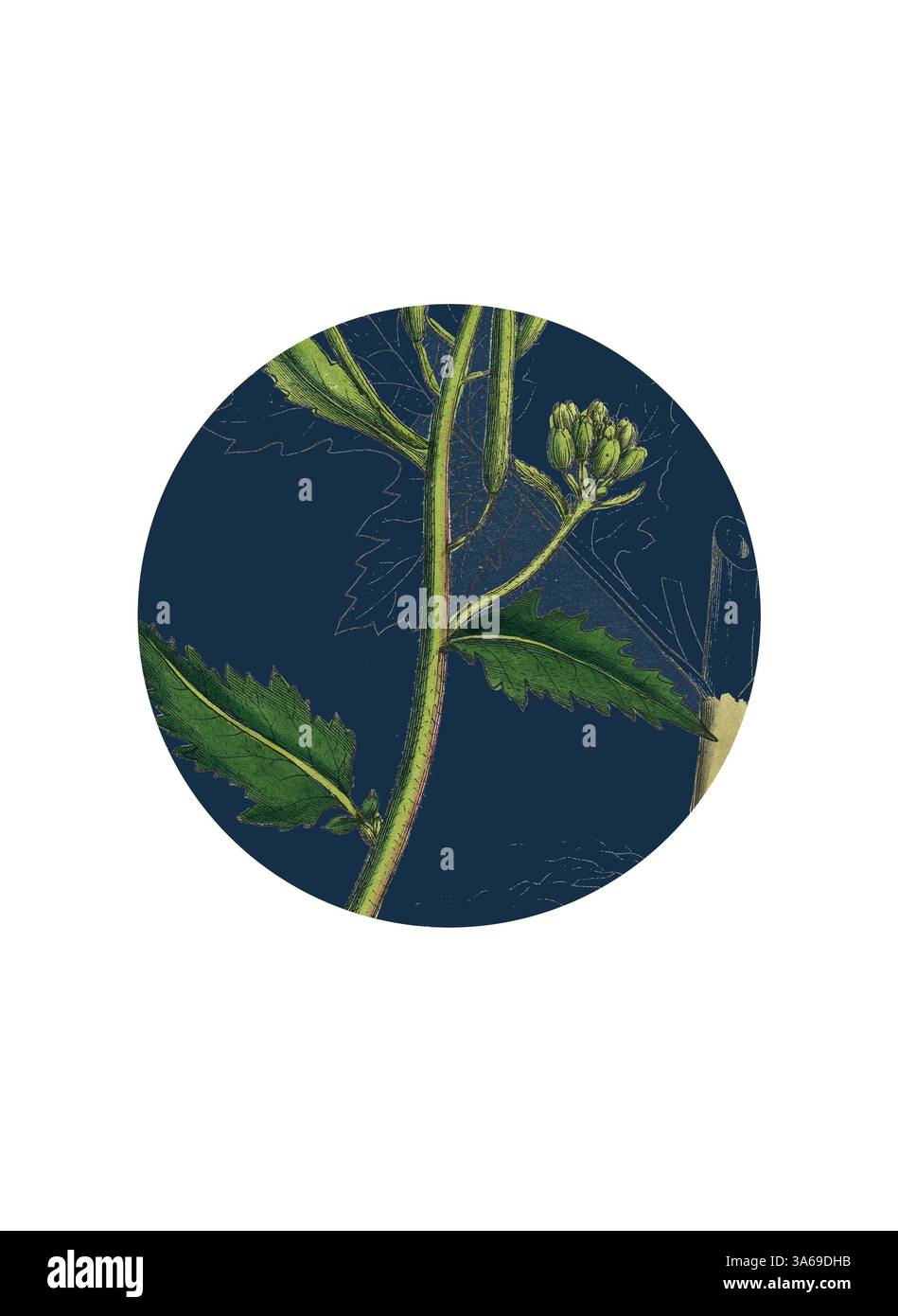 A detailed illustration of a plant stem with vibrant green leaves and ...