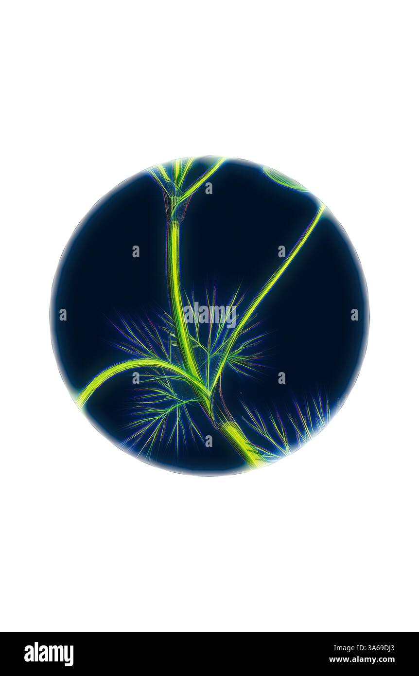 Vibrant depiction plant stem hi-res stock photography and images - Alamy