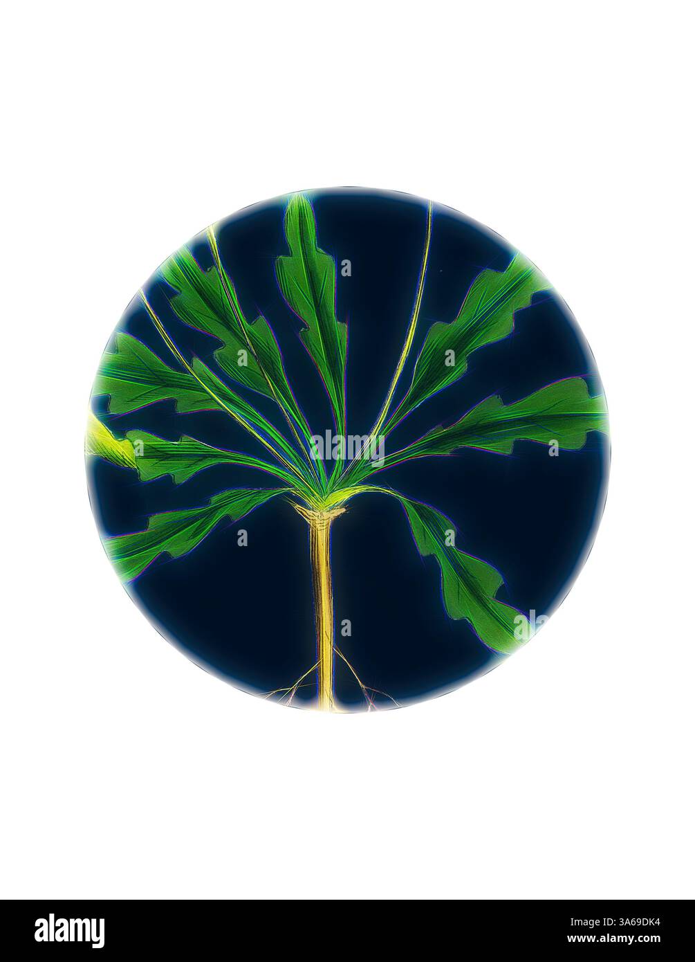 A delicate plant with intricate, elongated leaves radiates from a ...