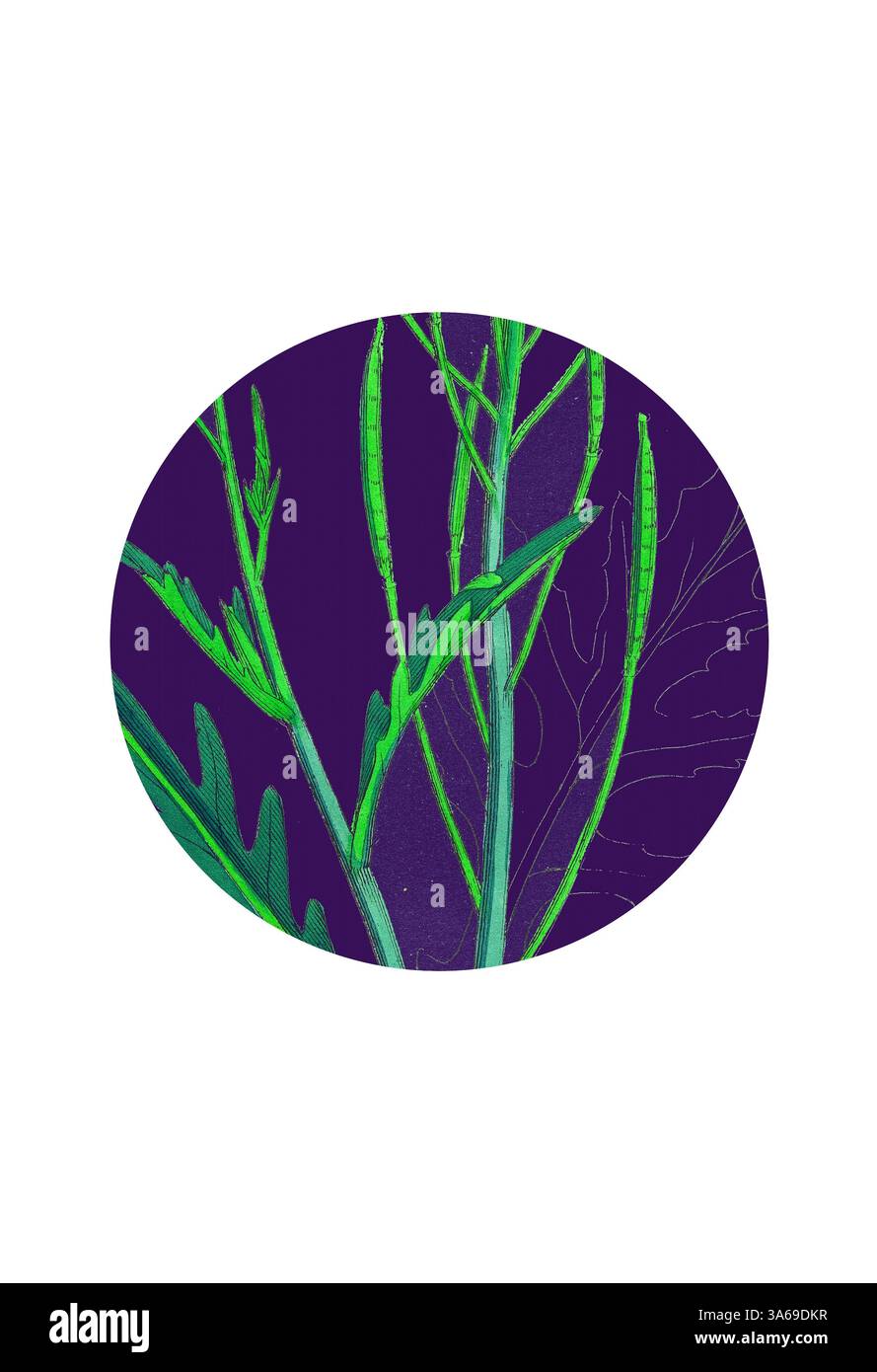 Elongated shoots hi-res stock photography and images - Alamy
