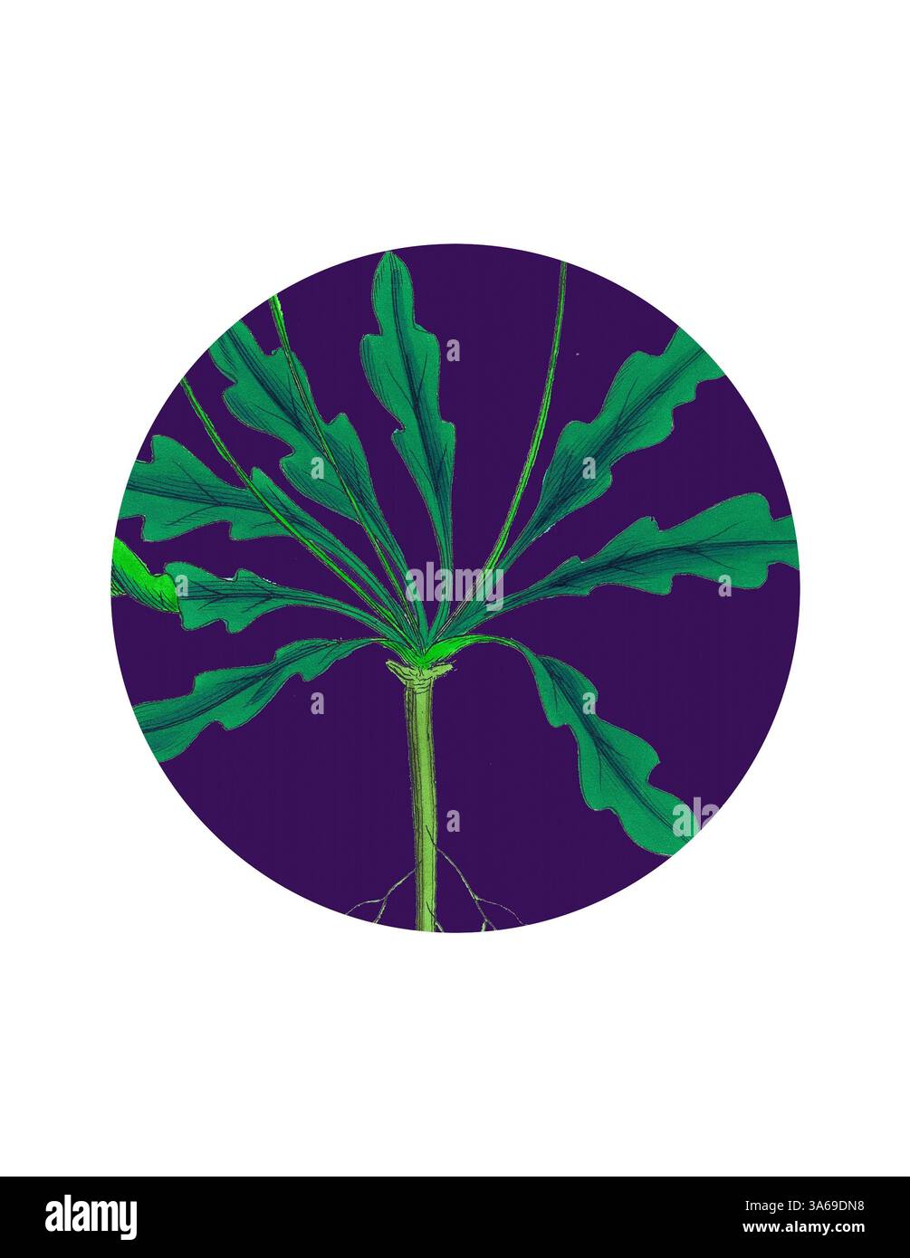 A lush green plant with broad, wavy leaves radiates from a central stem ...