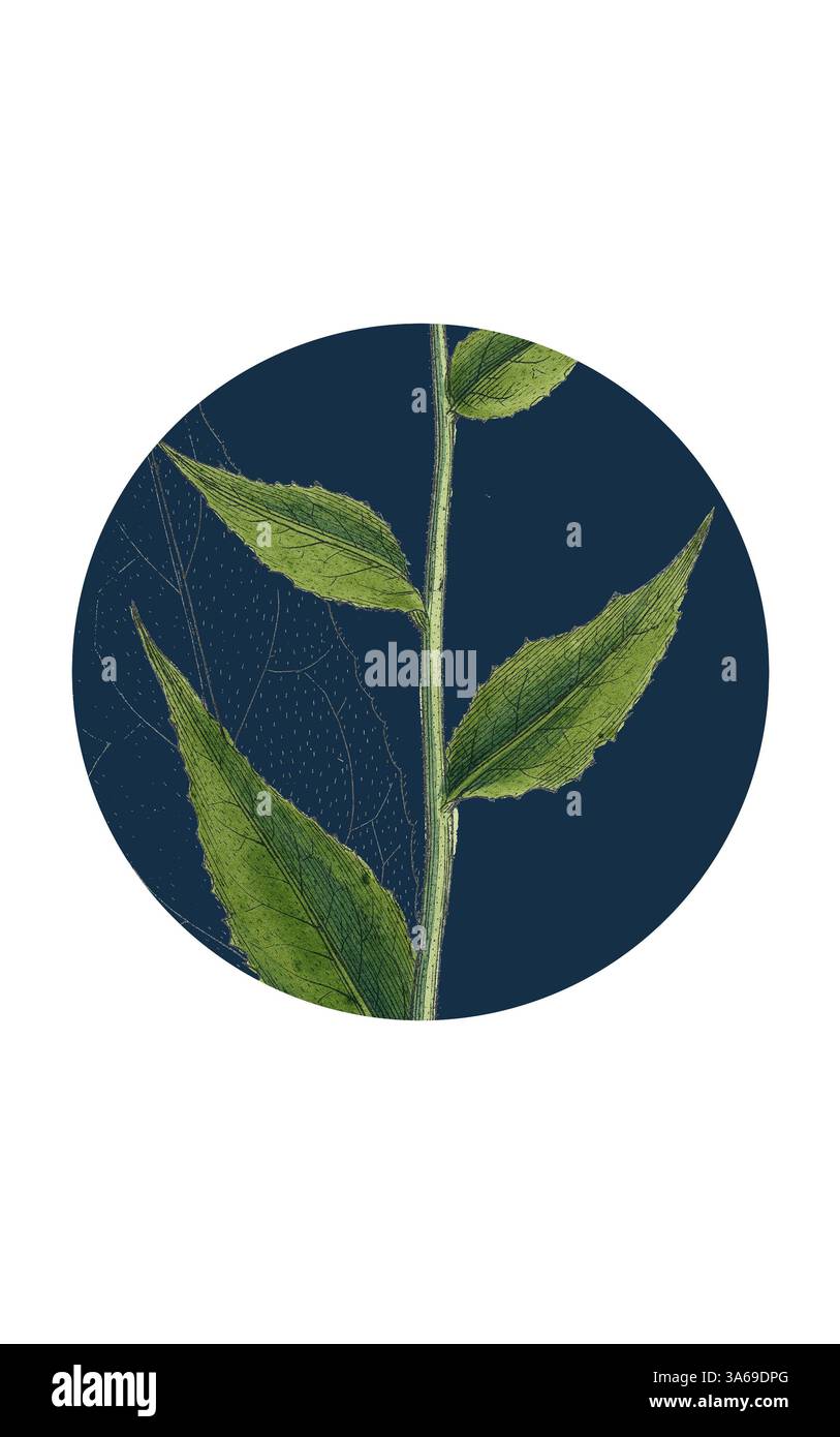 A detailed illustration of a green plant stem with vibrant leaves, set ...