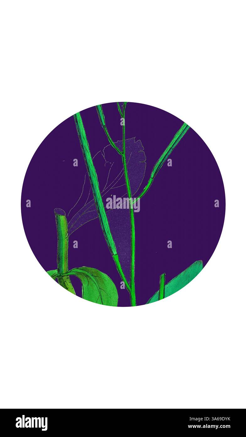 Transformed erysimum orientale hares ear cabbage hi-res stock ...