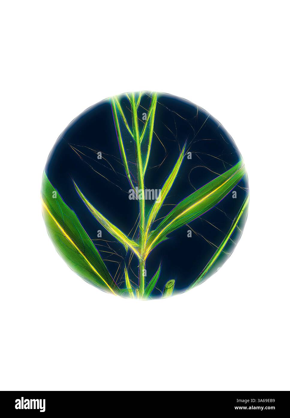 Vibrant abstract representation of plant stems hi-res stock photography ...