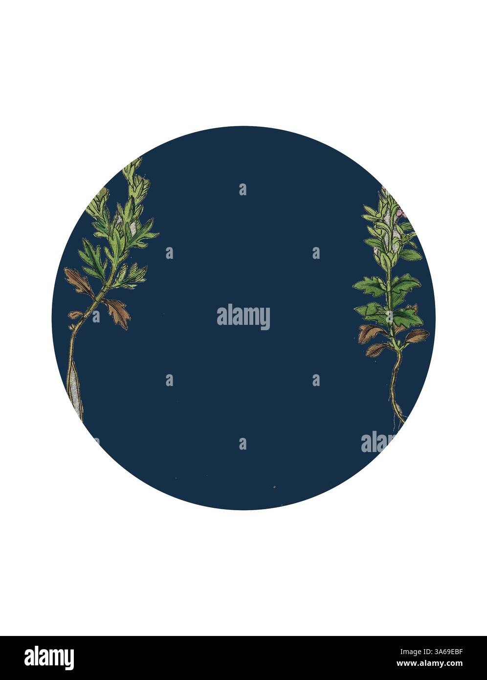 Two delicate illustrations of leaves hi-res stock photography and ...