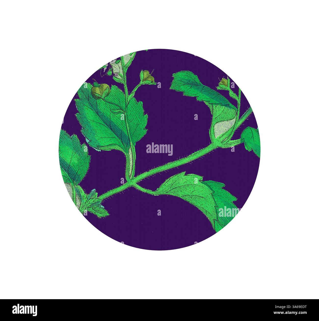 Transformed veronica montana hi-res stock photography and images - Alamy