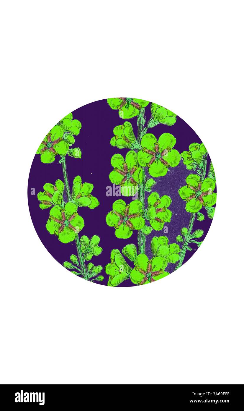 Vibrant cluster of bright green flowers stands hi-res stock photography ...