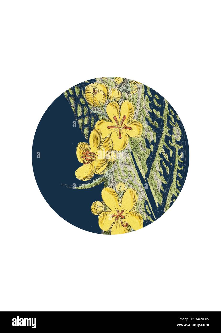 Delicate yellow flowers bloom alongside intricate green foliage ...
