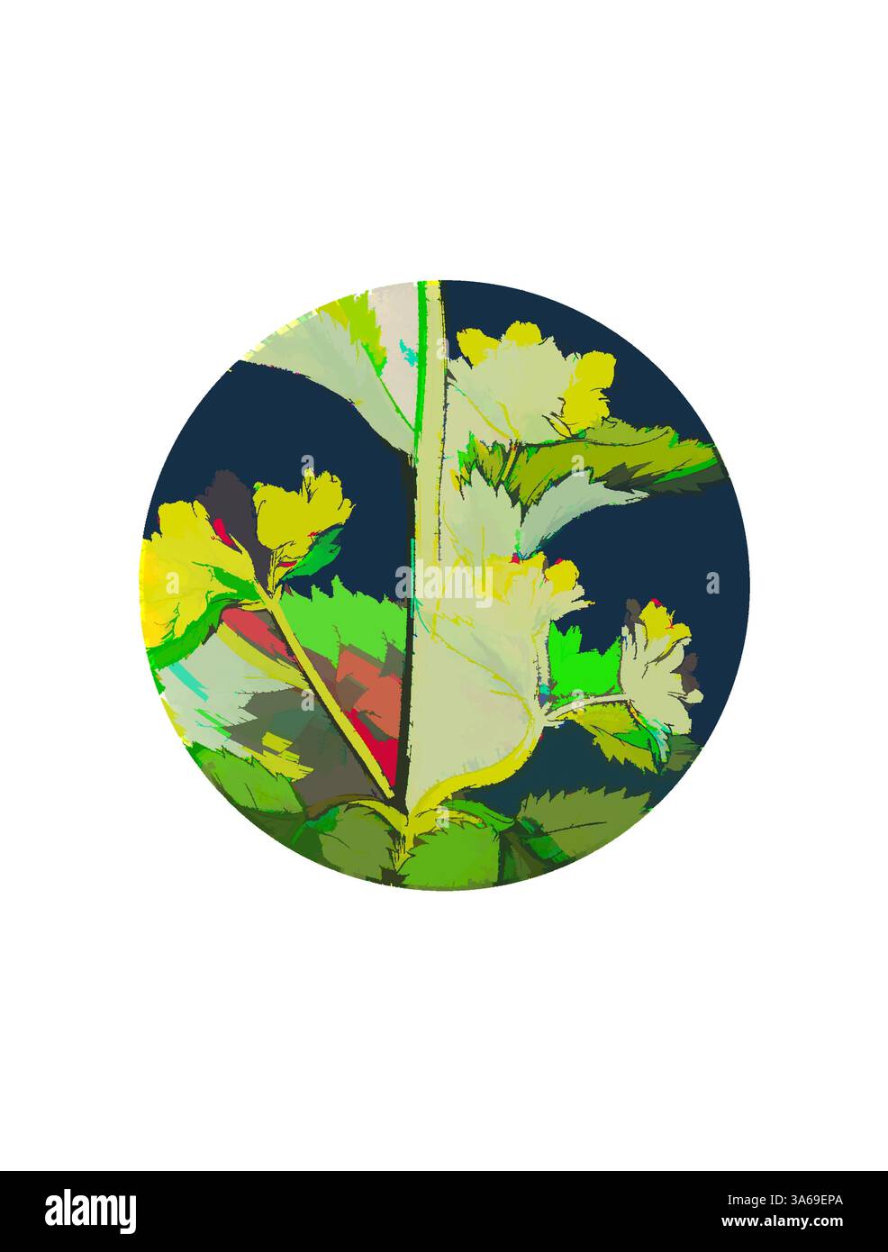 Transformed scrophularia vernalis yellow figwort hi-res stock ...