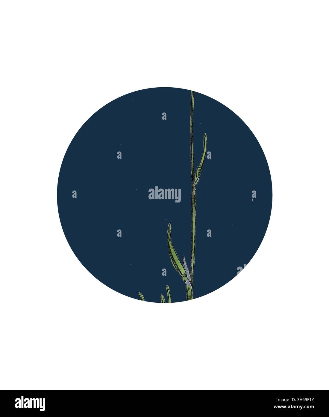 A slender plant stem with delicate leaves reaches upward against a deep ...