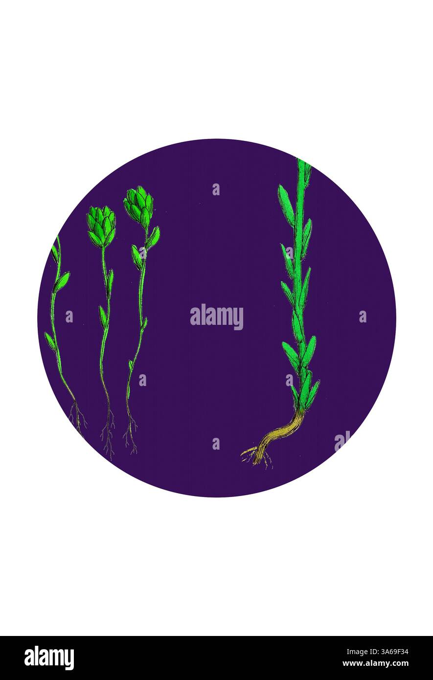 A series of plant stages is depicted, showcasing a progression from a ...