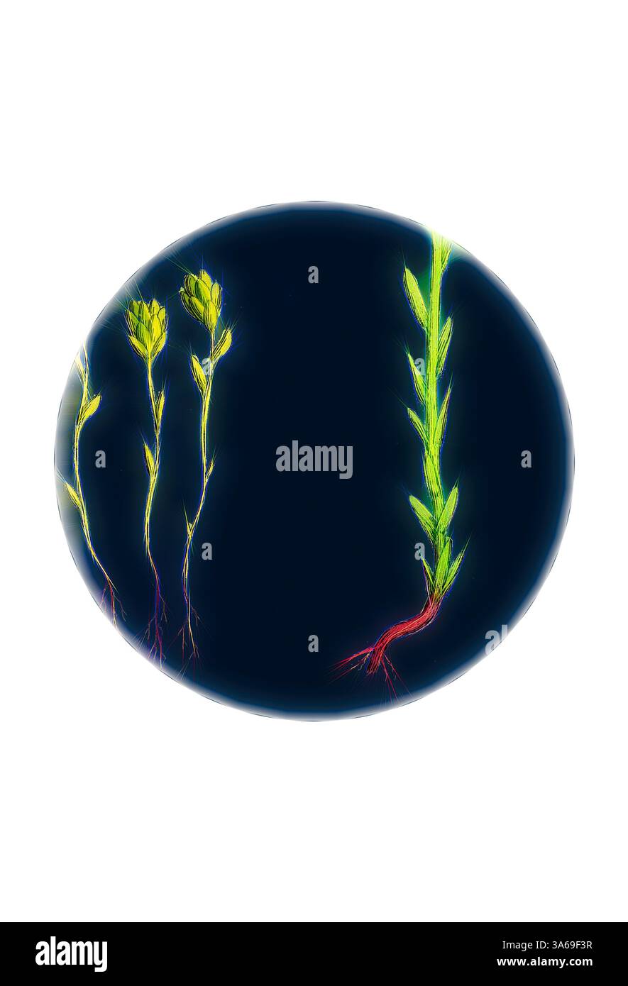 An intricate depiction of plant growth, showcasing various stages from ...