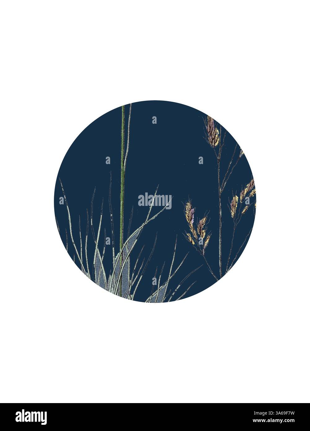 Transformed aira uliginosa hi-res stock photography and images - Alamy