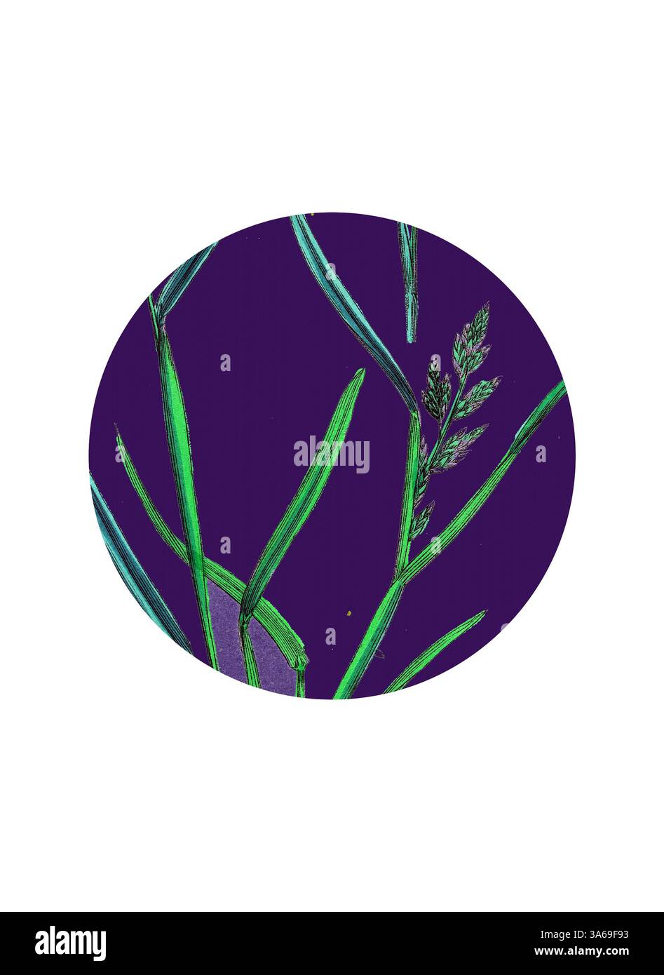 Artistic depiction of vibrant green grass hi-res stock photography and ...