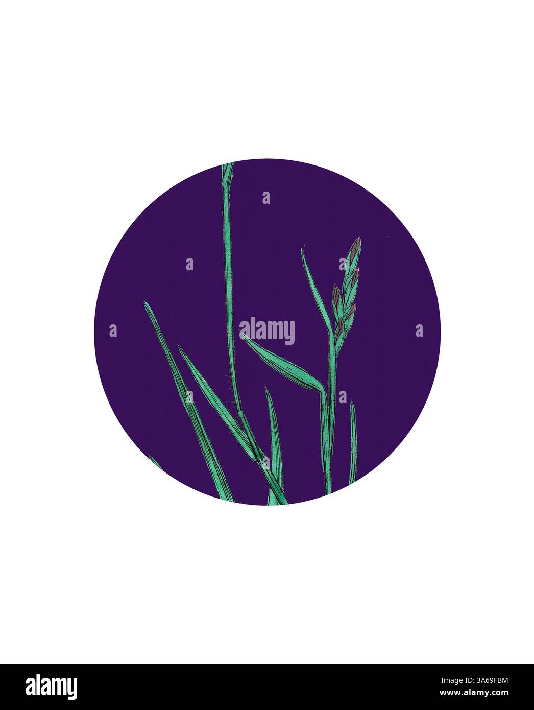 Transformed triodia decumbens decumbent heath grass hi-res stock ...