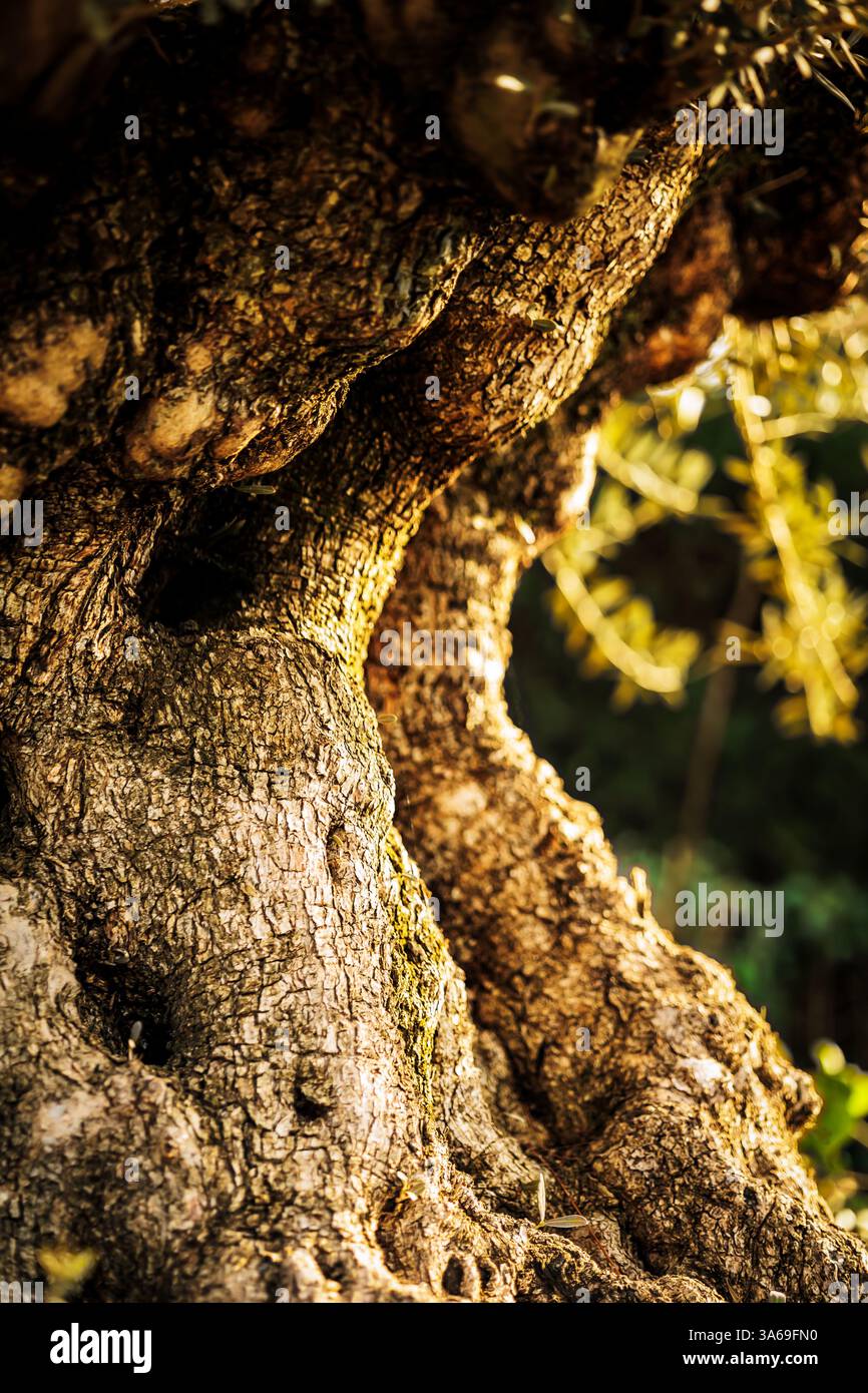 Old intricate olive tree hi-res stock photography and images - Alamy