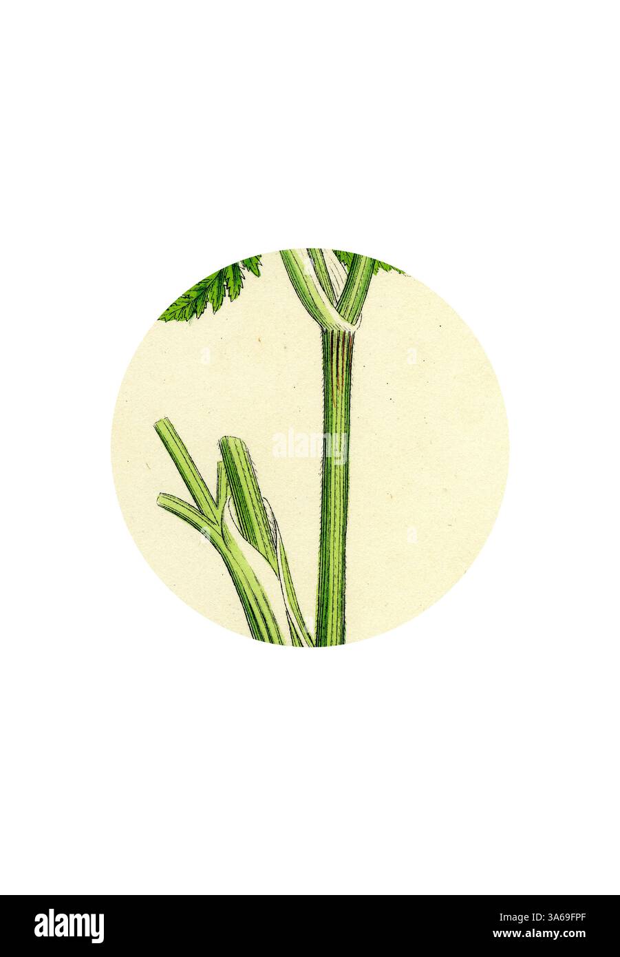 A detailed illustration showcasing the delicate structure of a green ...