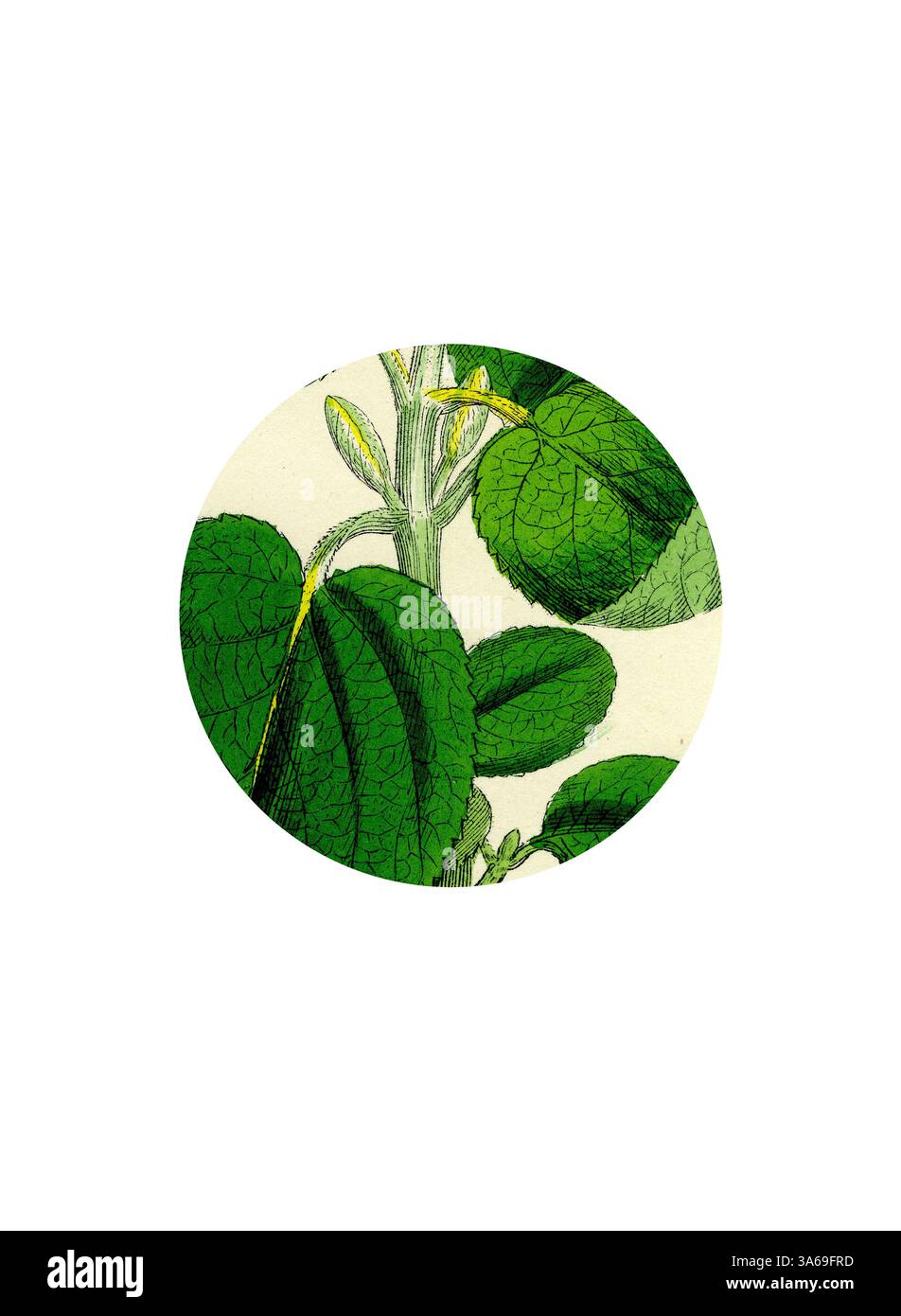 Transformed viburnum lantana wayfaring tree hi-res stock photography ...