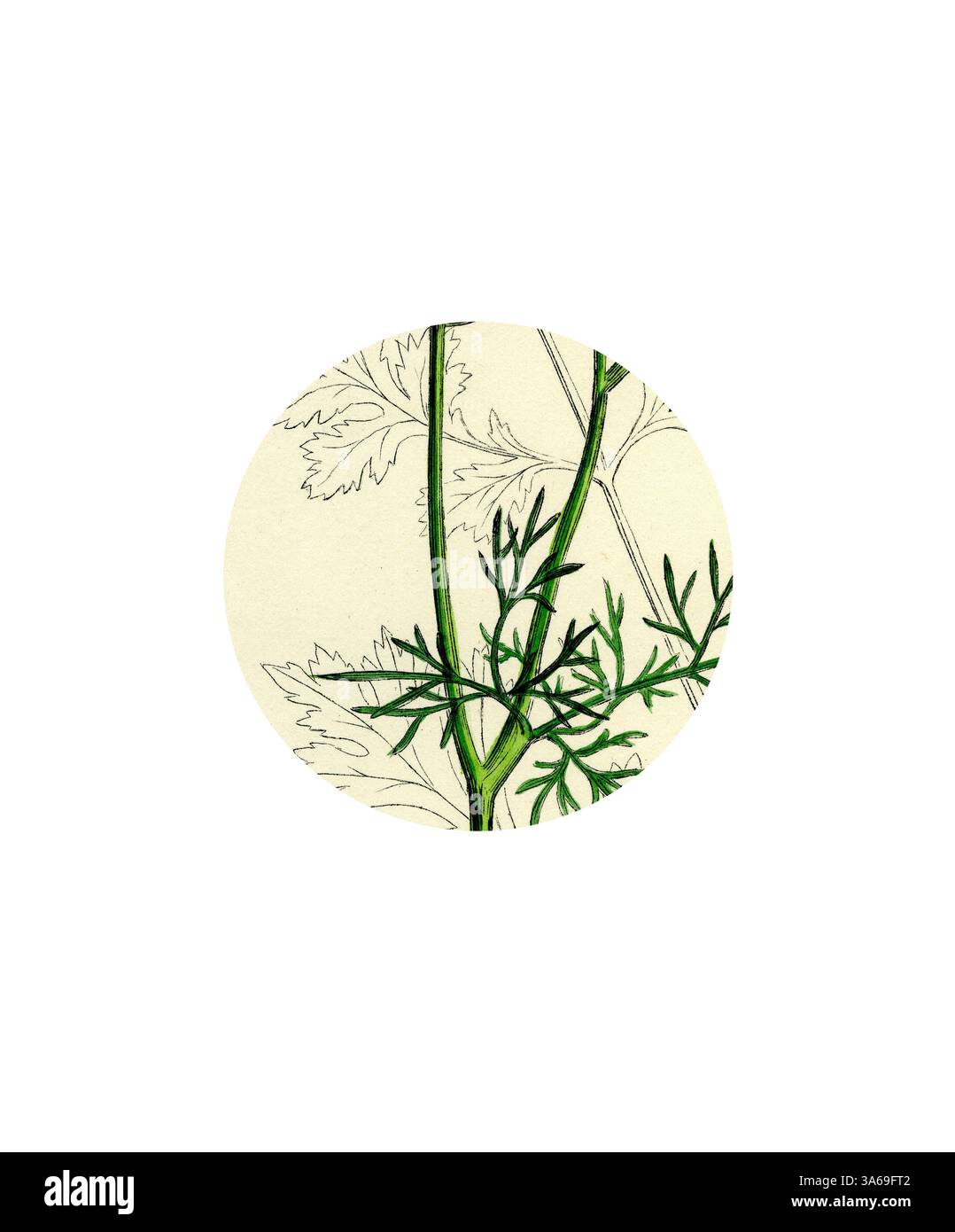 A detailed illustration of a cilantro sprig, showcasing its delicate ...