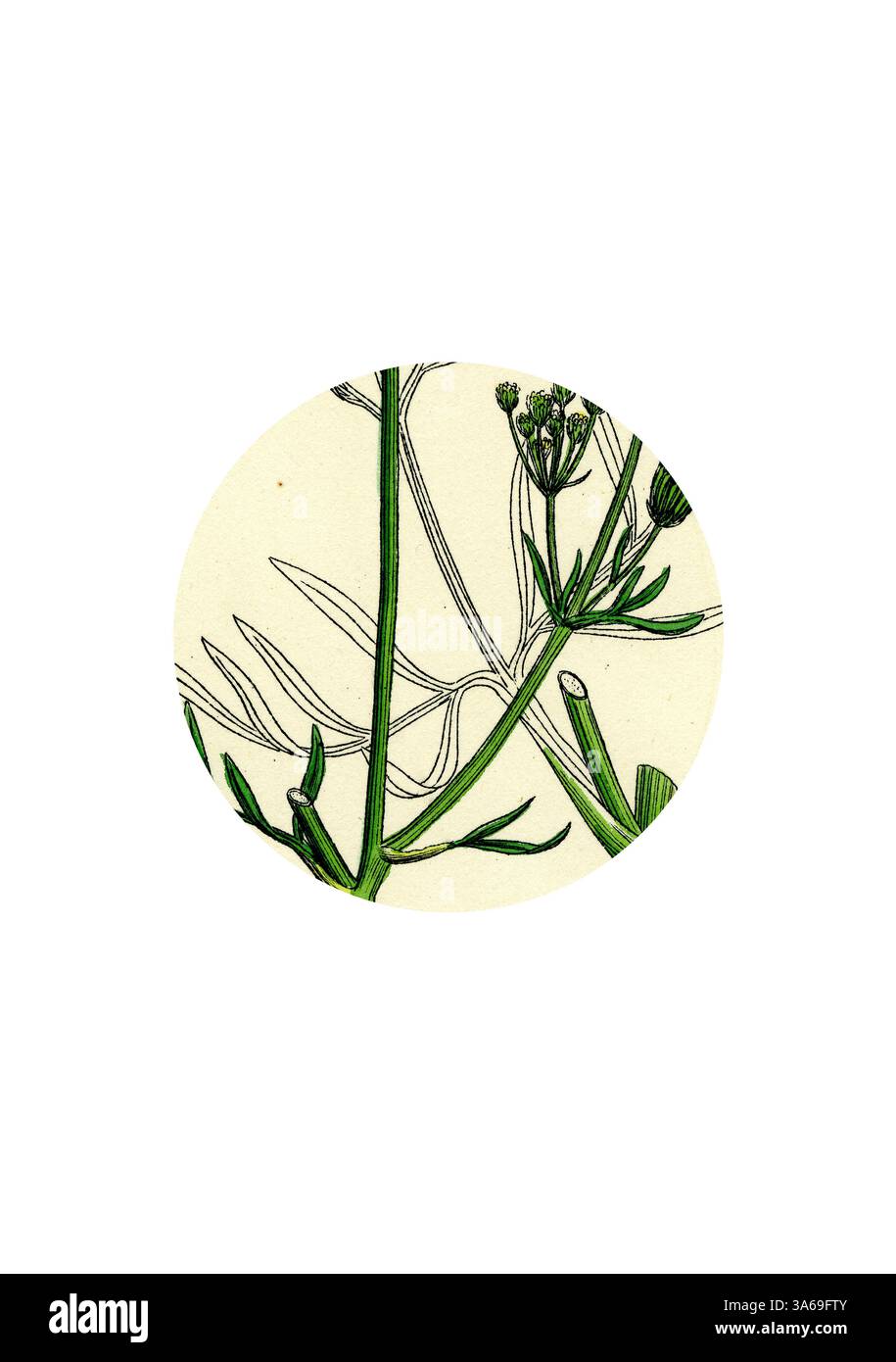 Transformed silaus pratensis meadow sulphurwort hi-res stock ...