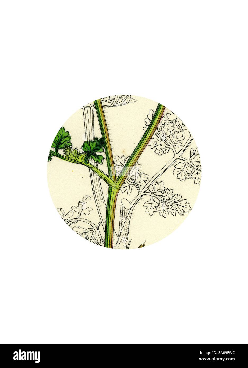 A detailed botanical illustration showcasing the intricate structure of ...