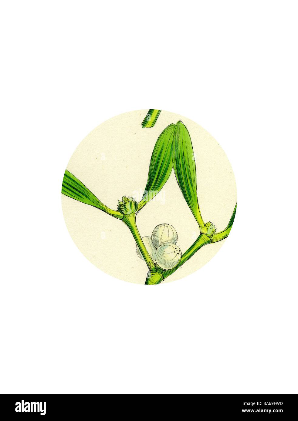 Delicate green leaves budding Cut Out Stock Images & Pictures - Alamy