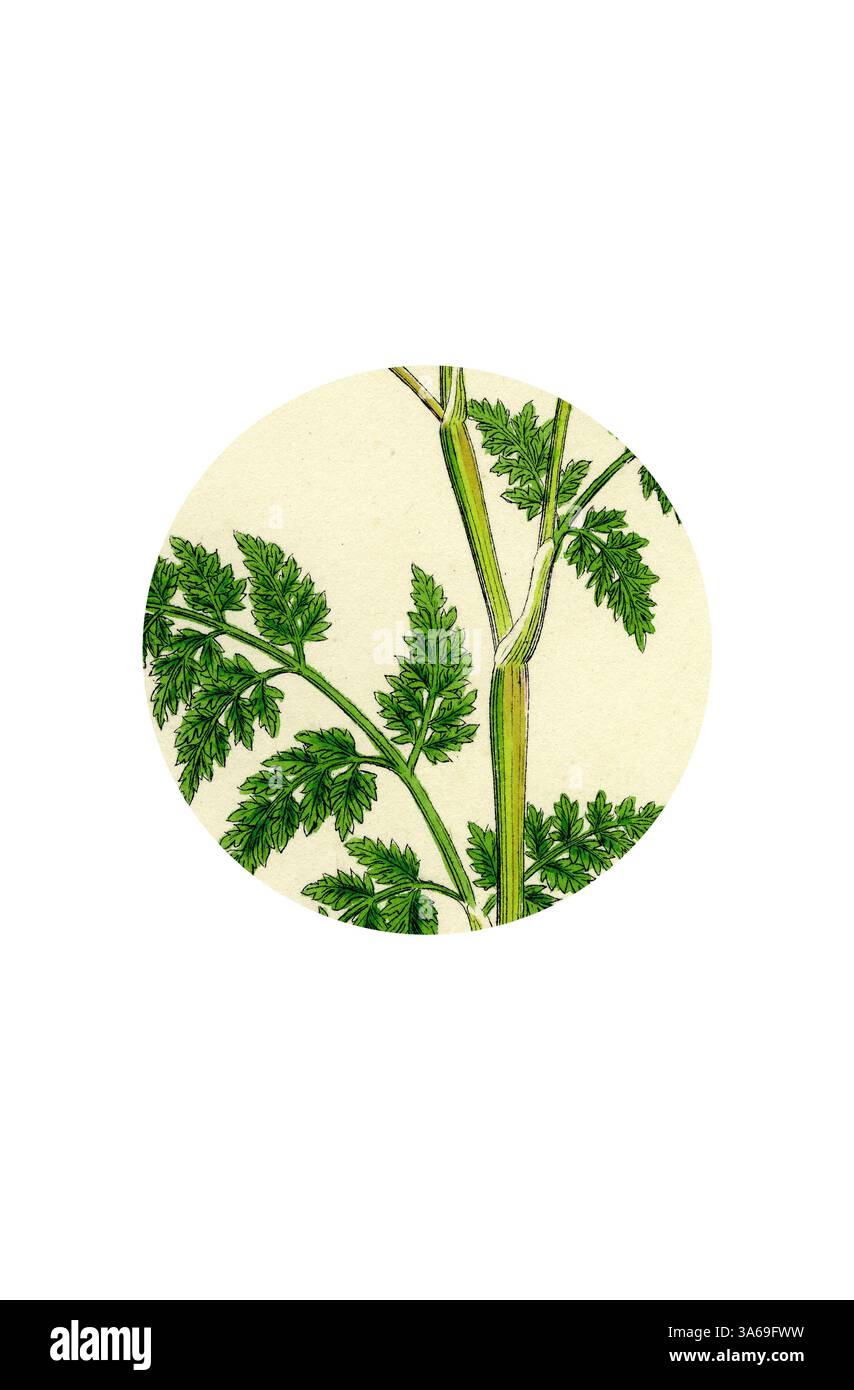 A detailed illustration of a plant featuring textured green leaves and ...