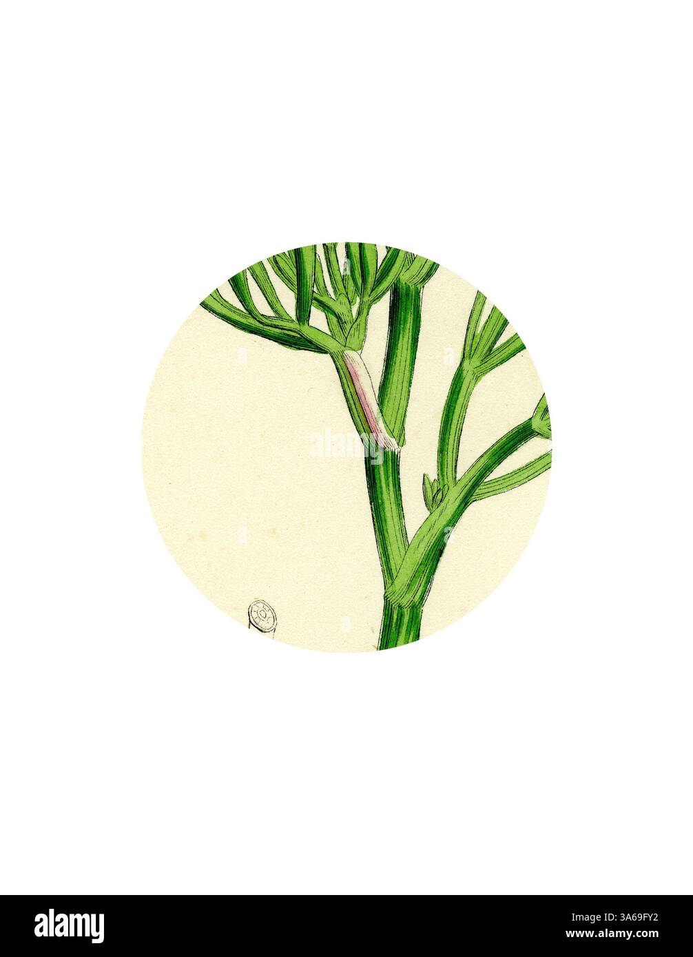 An intricate botanical illustration showcases a slender plant stem with ...