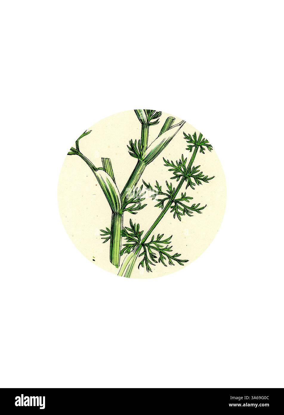 A detailed illustration of a sprig of cilantro, showcasing its delicate ...
