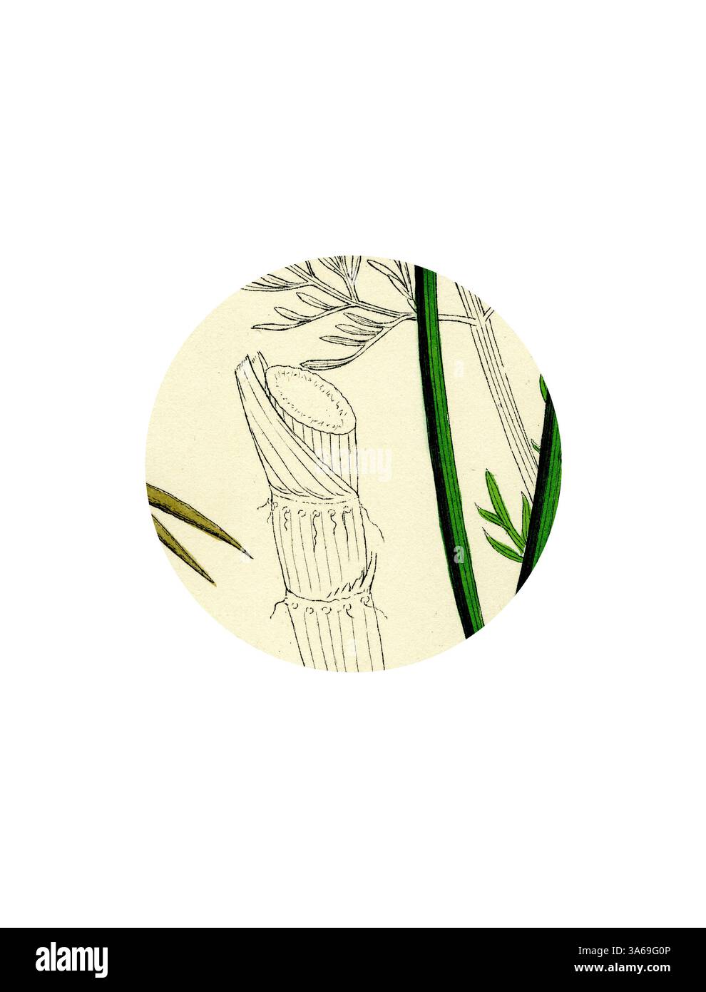 An intricate botanical illustration featuring a detailed sketch of a ...