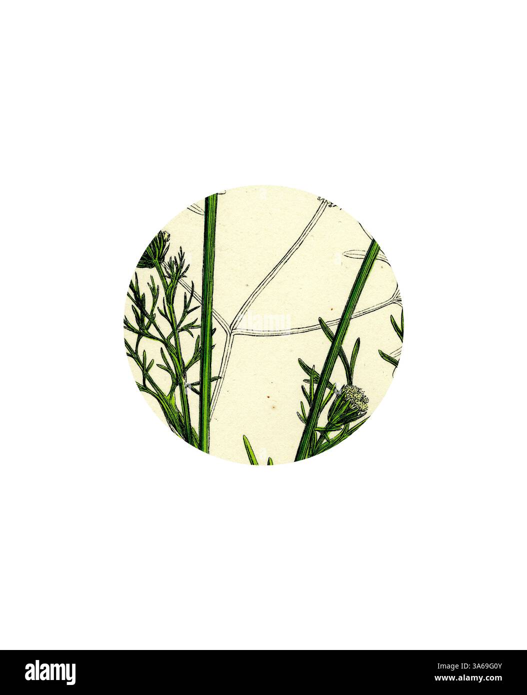 Transformed carum bulbocastanum great earth nut hi-res stock ...