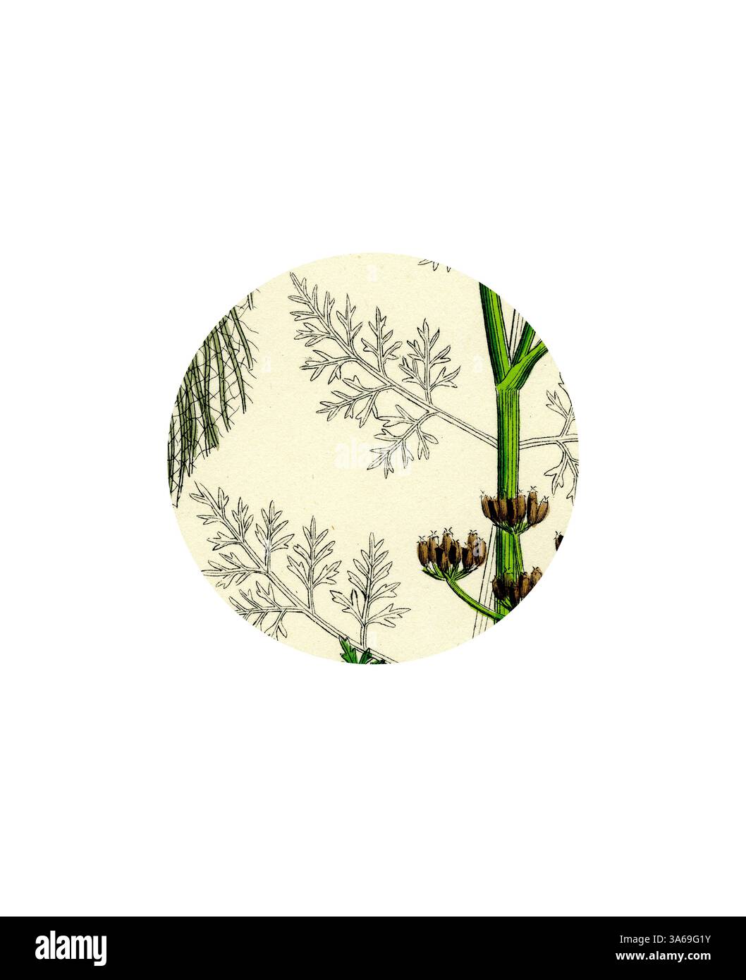 Seed heads backdrop Cut Out Stock Images & Pictures - Alamy
