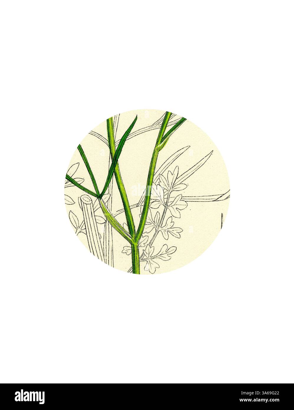 A detailed illustration of delicate green stems and leaves, accompanied ...