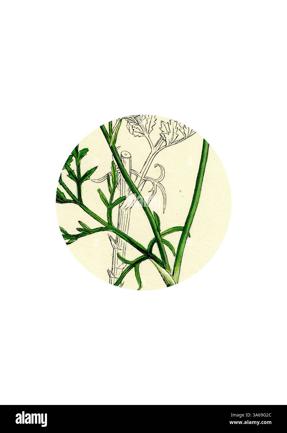 A detailed illustration featuring delicate green plant stems ...