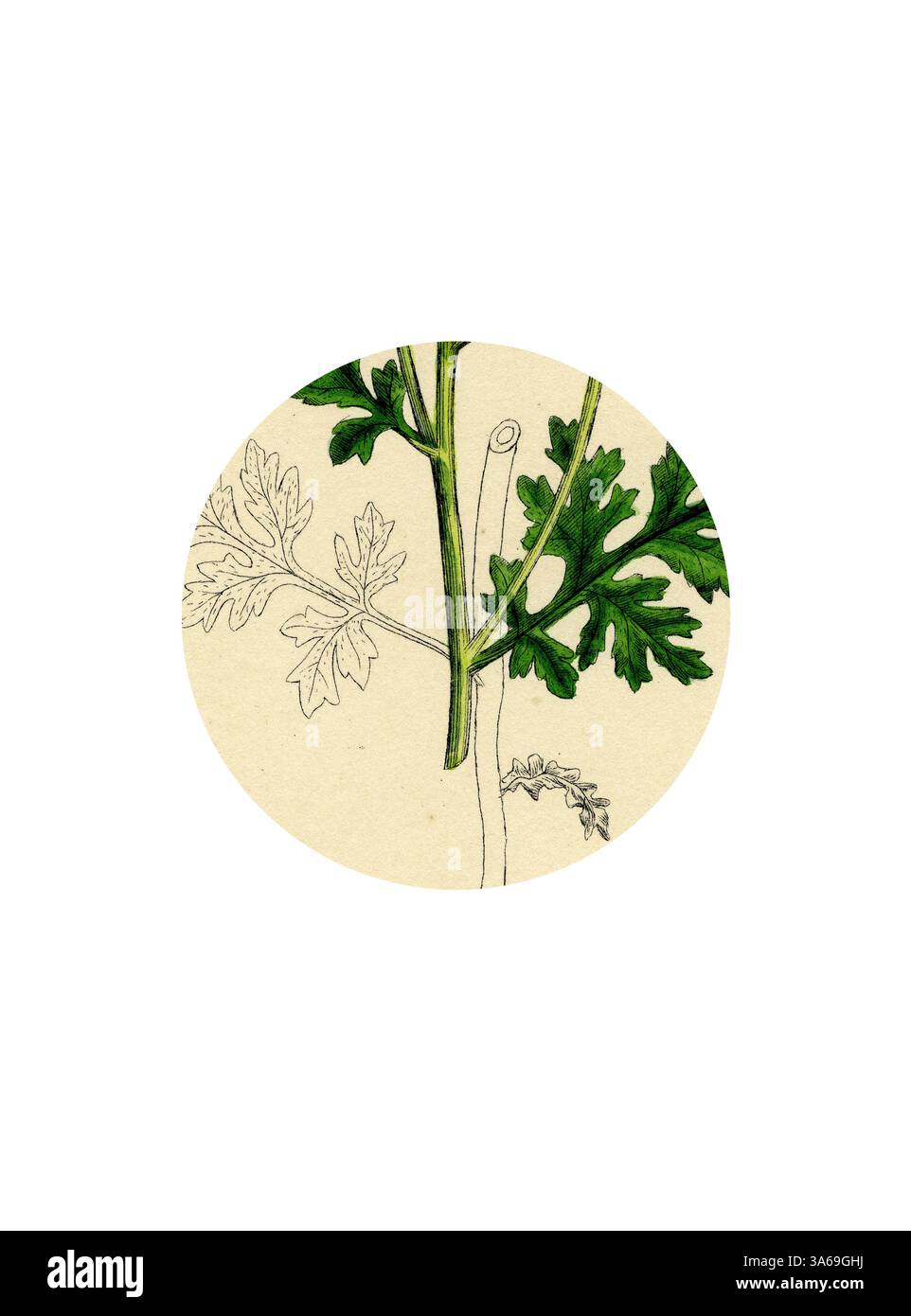 A detailed illustration of a cilantro plant, showcasing its vibrant ...