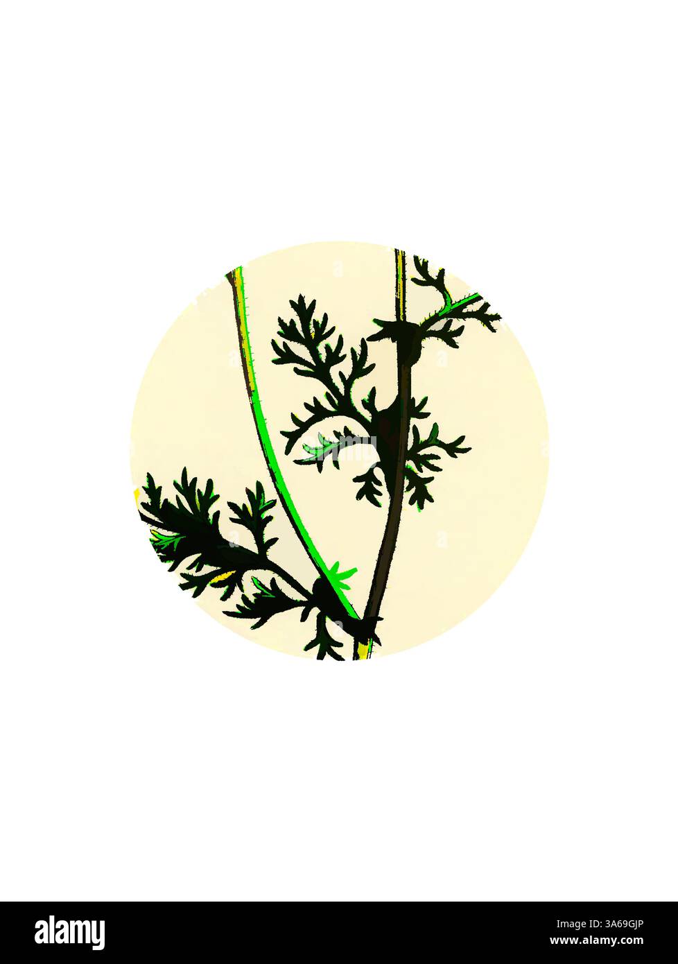 A delicate arrangement of fern-like leaves gracefully extends upwards ...